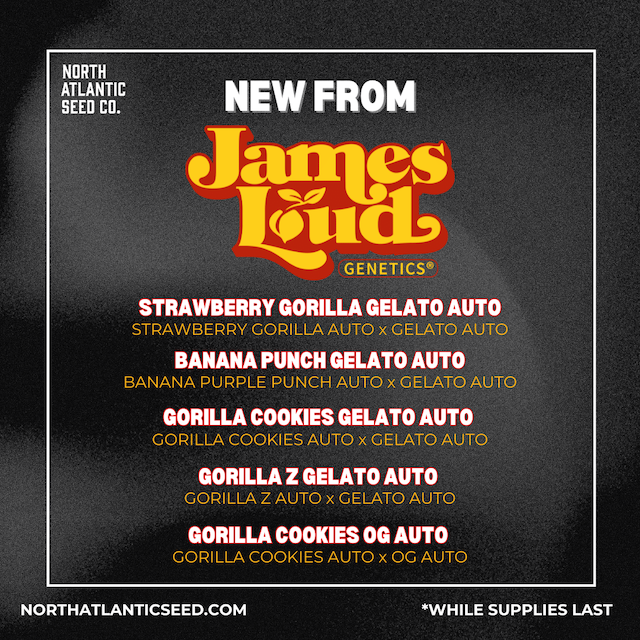 James Loud Genetics – Buy Cannabis Seeds Online | North Atlantic Seed Co.