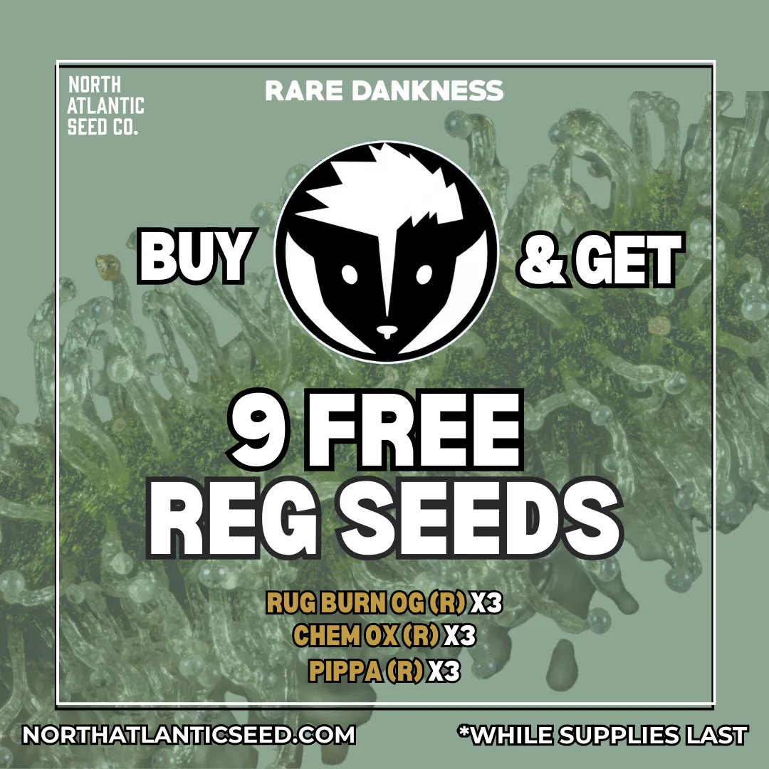 Rare Dankness – Buy Cannabis Seeds Online | North Atlantic Seed Co.