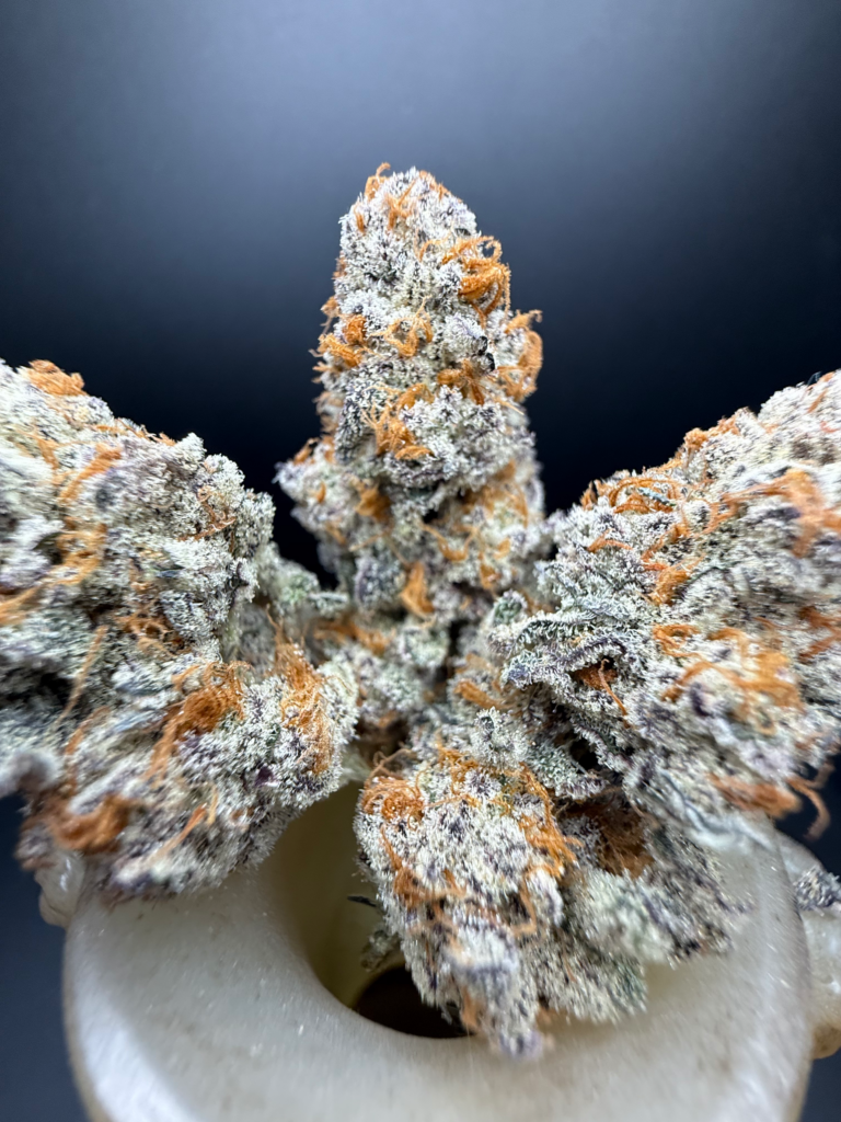 Raspberry Cheese Bomb (R) – Buy Cannabis Seeds Online | North Atlantic ...