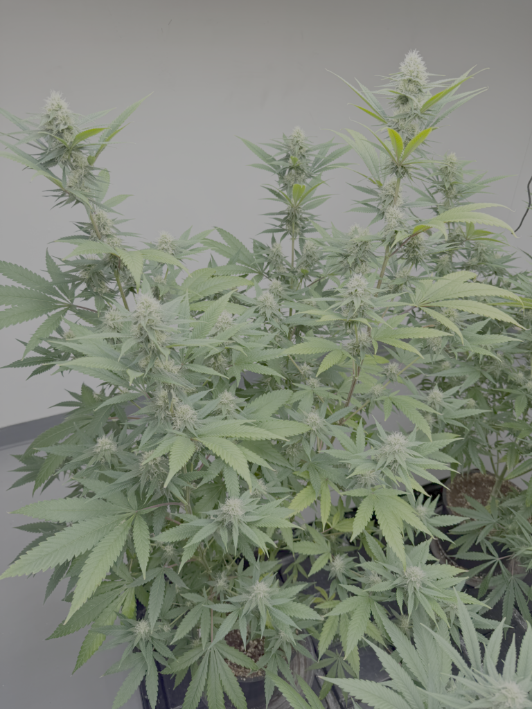 Grow Report: Rosetta Stone by Brothers Grimm Seeds – Buy Cannabis Seeds ...