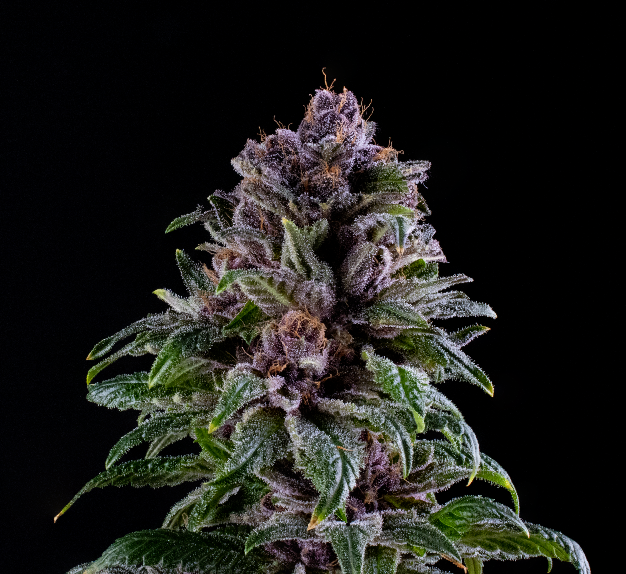Cannabis Seed Freebie Directory – Buy Cannabis Seeds Online | North ...