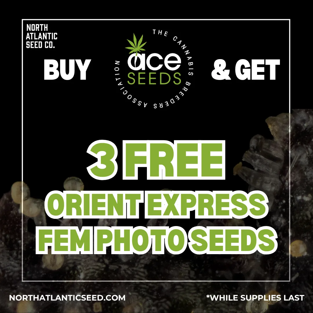 Ace Seeds – Buy Cannabis Seeds Online | North Atlantic Seed Co.