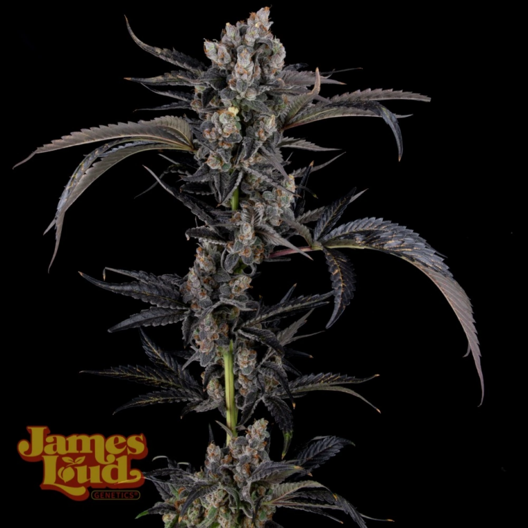 Cherry Cola Gelato Auto – Buy Cannabis Seeds Online | North Atlantic ...