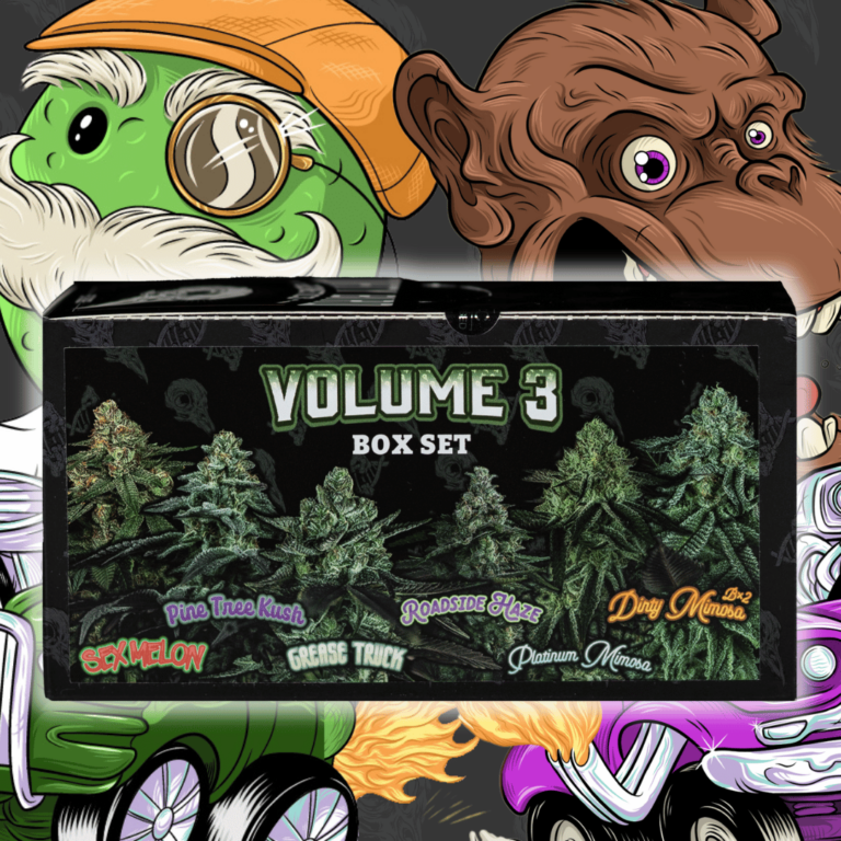 Pine Tree Kush (F) – Buy Cannabis Seeds Online | North Atlantic Seed Co.