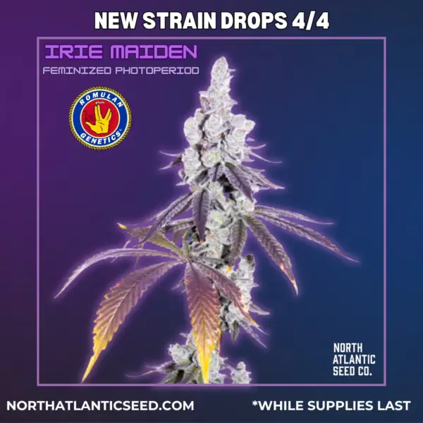 Buy Cannabis Seeds Online | North Atlantic Seed Co.