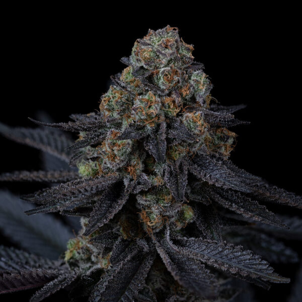 Cannabis Feminization: What Is It + How is it Done? – North Atlantic ...