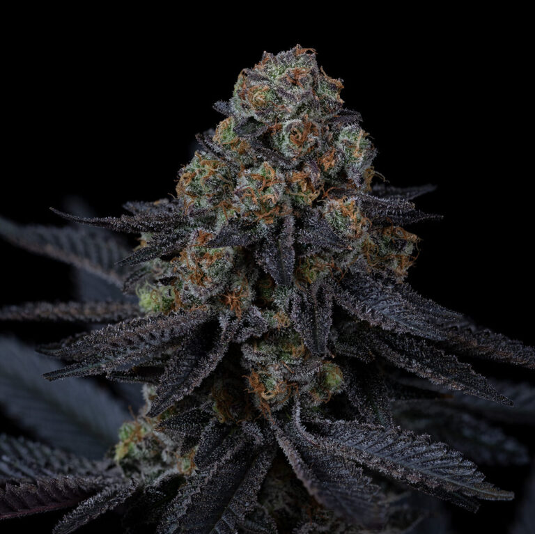Cannabis Feminization: What Is It + How is it Done? – North Atlantic ...