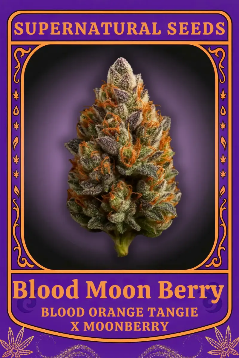 Blood Moon Berry (F) Feminized Seeds | North Atlantic Seed Co.
