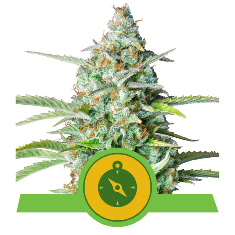 Top 5 Royal Queen Strains of 2025 at NASC – Buy Cannabis Seeds Online ...