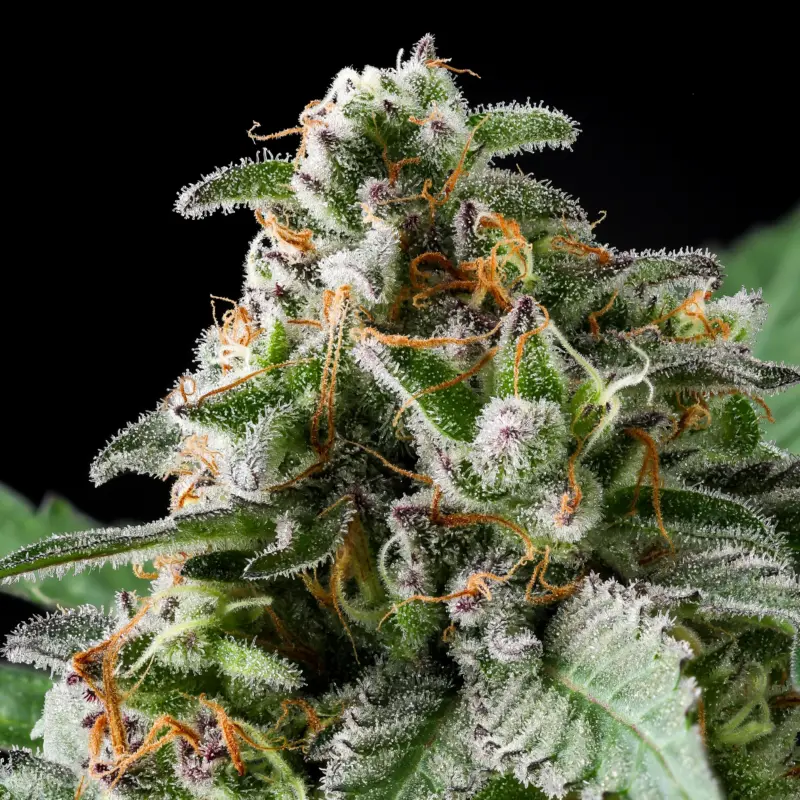 Ed Rosenthal Super GMO (F) Feminized Seeds | North Atlantic Seed Co.