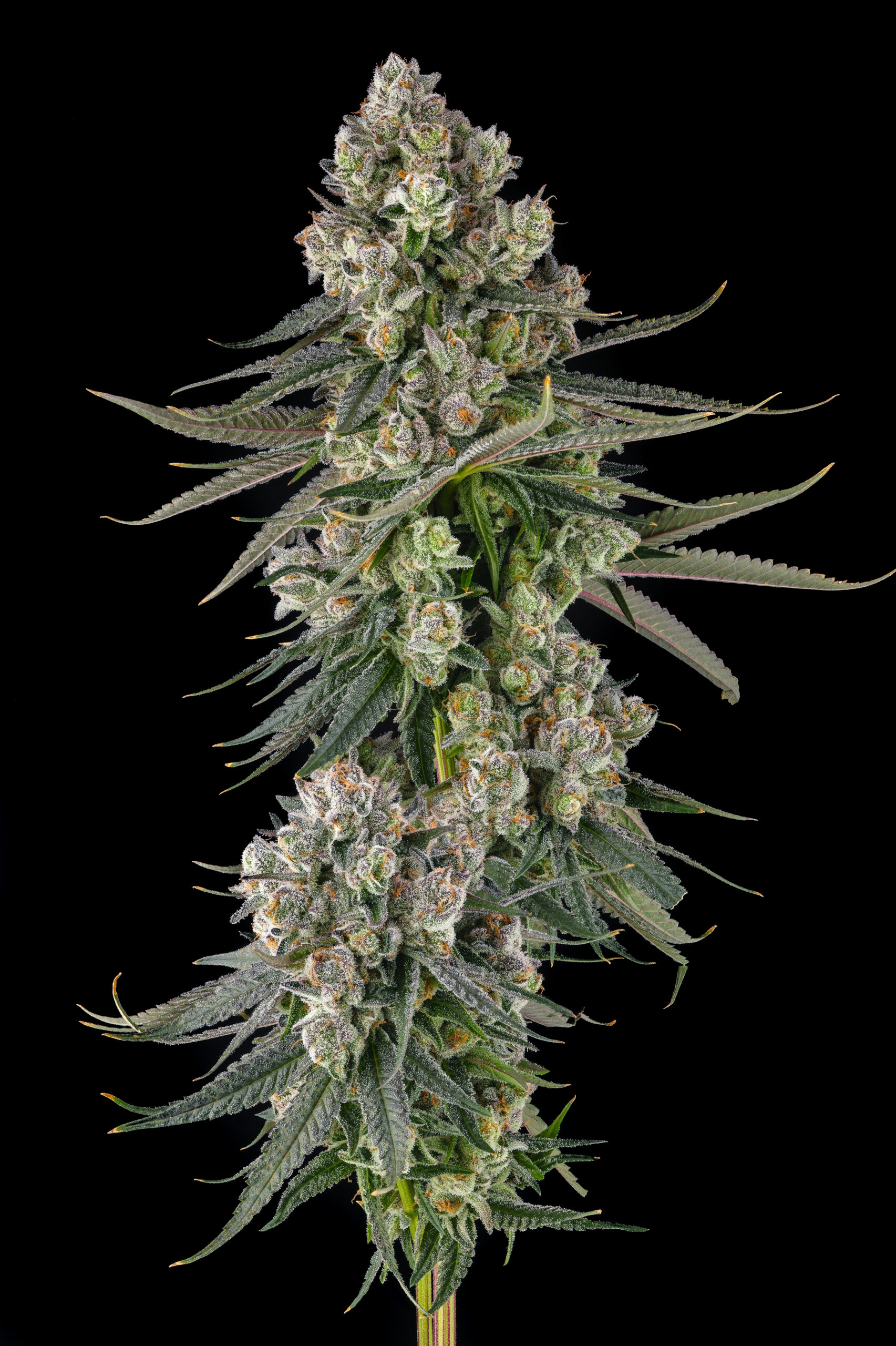 Glue Lotus (F) Feminized Seeds | North Atlantic Seed Co.