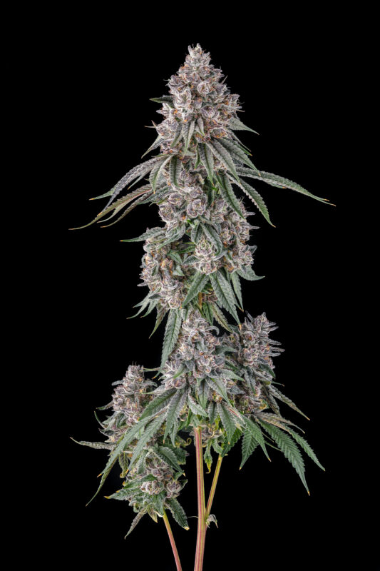 Lemon Chain (F) Feminized Seeds | North Atlantic Seed Co.