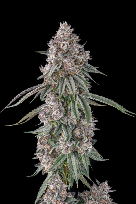 Lemon Chain (F) Feminized Seeds | North Atlantic Seed Co.